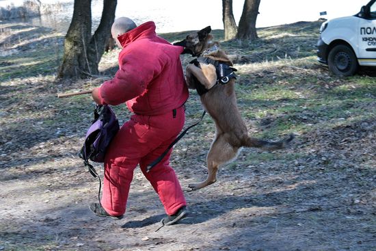 Police Dog Catches Mock Criminal During Editorial Stock Photo - Stock ...