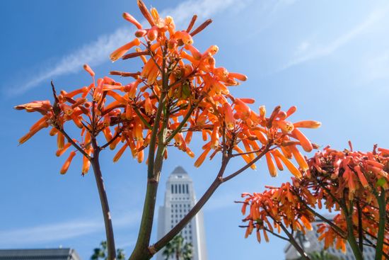 Deep Orange Flowers Seen Front City Editorial Stock Photo - Stock Image ...