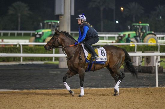 Super Ocho Chi Exercising Morning Trackwork Editorial Stock Photo ...