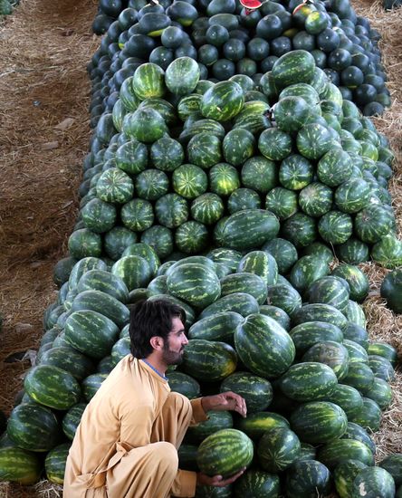 Pakistani Laborers Sort Watermelons Fruit Vegetable Editorial Stock ...