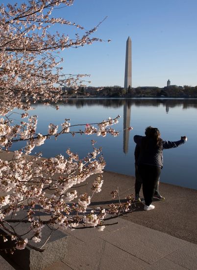 Vistors Take Pictures Cherry Blossoms Bloom Editorial Stock Photo ...