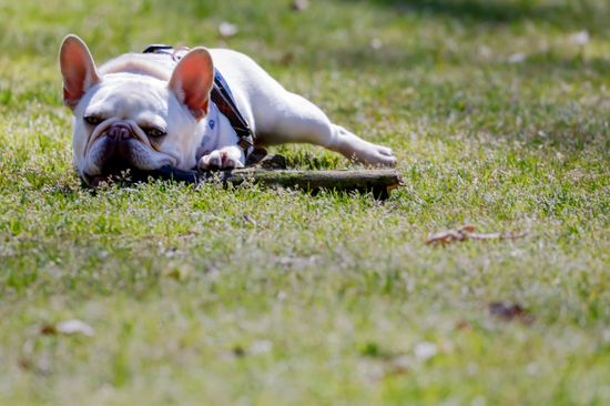 Bilbo French Bulldog Enjoys Stick While Editorial Stock Photo - Stock ...