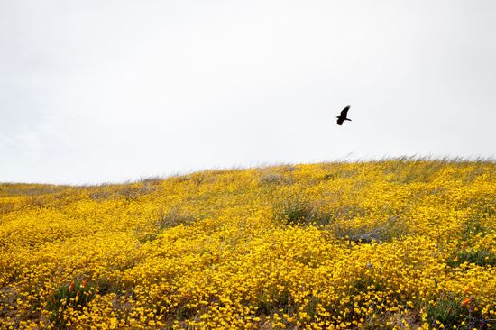 Bird Flies Over Field Blooming Bigelows Editorial Stock Photo - Stock ...
