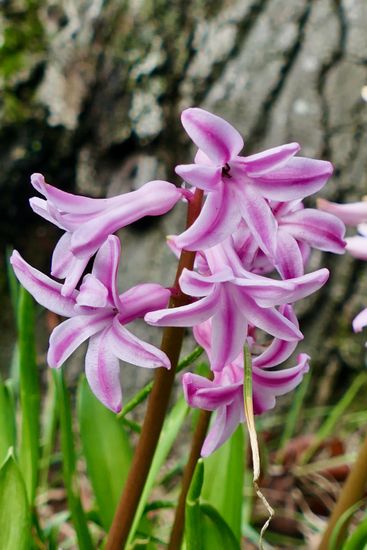 Hyacinths Woodlands On Dull Day Countryside Editorial Stock Photo ...