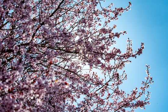 On 21 March Spring Enters This Editorial Stock Photo - Stock Image ...