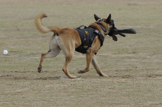 National Security Guards Nsg Dog Commando Editorial Stock Photo - Stock ...