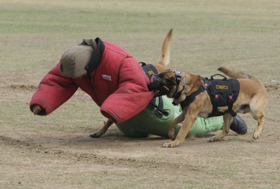 National Security Guards Nsg Dog Commando Editorial Stock Photo - Stock ...