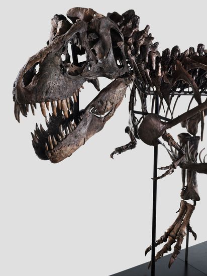 Trextasy a Fully Complete Skeleton Tyrannosaurs Editorial Stock Photo ...