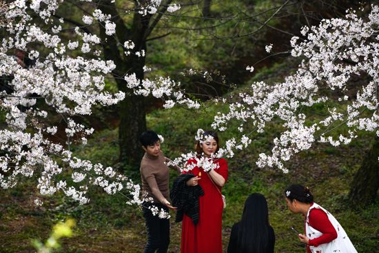 Tourists Visit Cherry Garden Guian New Editorial Stock Photo - Stock ...