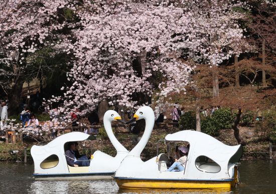 People Enjoy Ride Swan Boats Under Editorial Stock Photo - Stock Image ...