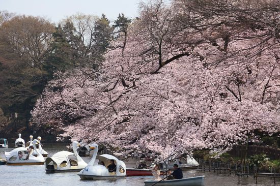 People Enjoy Ride Swan Boats Under Editorial Stock Photo - Stock Image ...