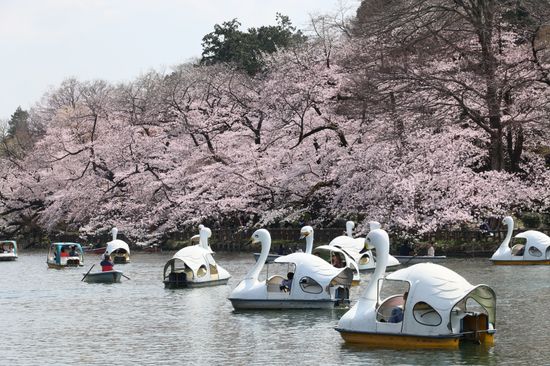 People Enjoy Ride Swan Boats Under Editorial Stock Photo - Stock Image ...