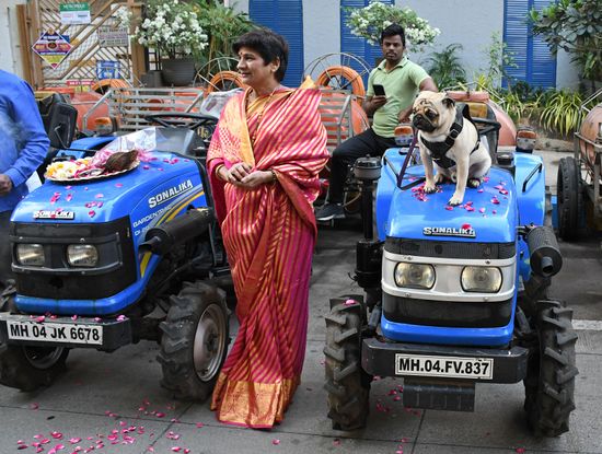 Pug Dog Seen On Tractor During Editorial Stock Photo - Stock Image ...