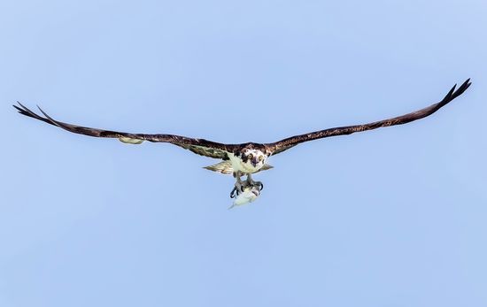 This Moment Wings Osprey Fold Lines Editorial Stock Photo - Stock Image ...