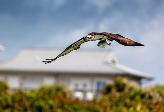 This Moment Wings Osprey Fold Lines Editorial Stock Photo - Stock Image ...
