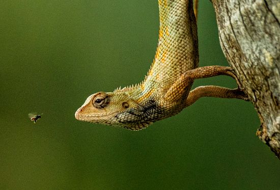This Foolish Fly Pestered Lizard Long Editorial Stock Photo - Stock ...
