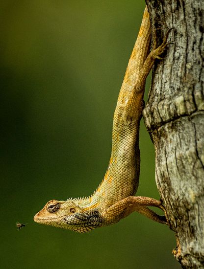 This Foolish Fly Pestered Lizard Long Editorial Stock Photo - Stock ...