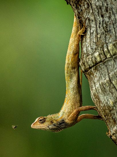 This Foolish Fly Pestered Lizard Long Editorial Stock Photo - Stock ...