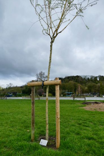 New Trees Have Been Replanted Replenish Editorial Stock Photo - Stock ...