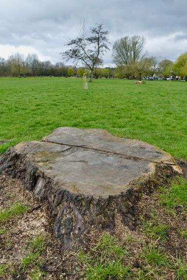 New Trees Have Been Replanted Replenish Editorial Stock Photo - Stock ...