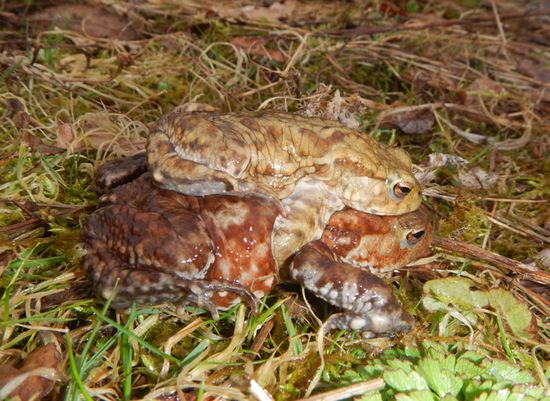 Pictured Mating Pair Toads Next Pond Editorial Stock Photo - Stock ...