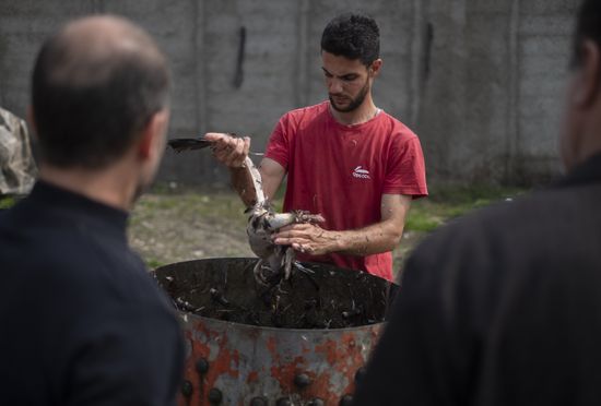Iranian Worker Prepares Slaughtered Goose Clients Editorial Stock Photo ...