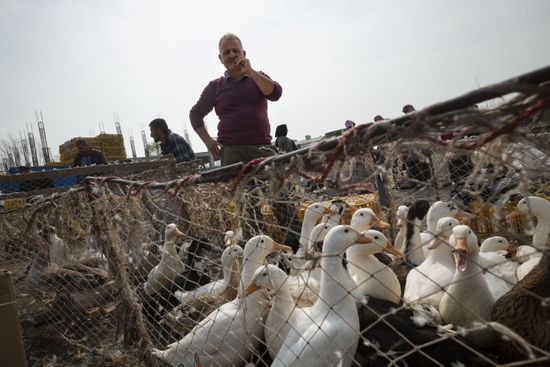 Iranian Vendor Stands Behind Ducks Keeping Editorial Stock Photo ...