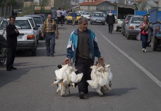 Iranian Vendor Carrying Ducks While Walking Editorial Stock Photo ...