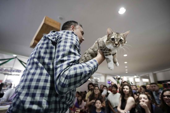 Judge Displays Cat Audience During Cat Editorial Stock Photo - Stock ...