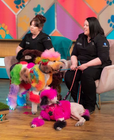 Vikki Pearman Holly Bridden Creative Dog Editorial Stock Photo - Stock ...