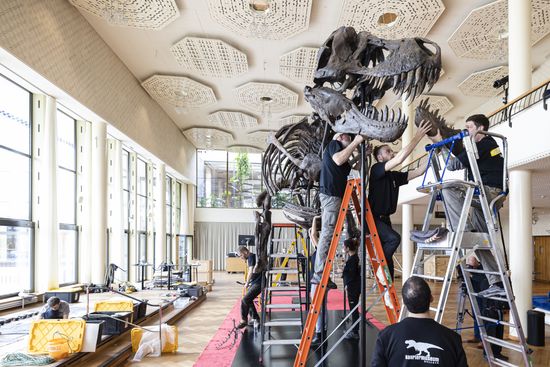 Installation Crew Members Put Together Skeleton Editorial Stock Photo ...