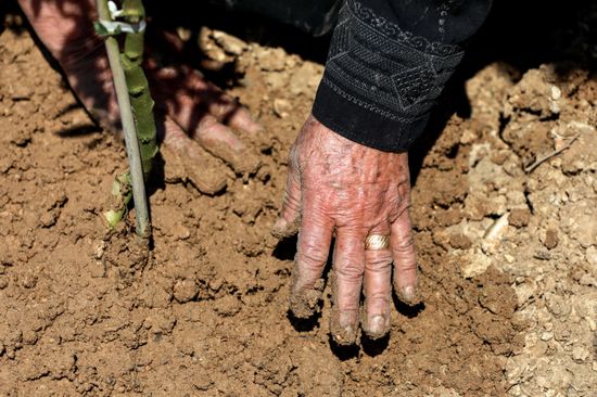 Palestinian Plants Olive Tree During Event Editorial Stock Photo ...