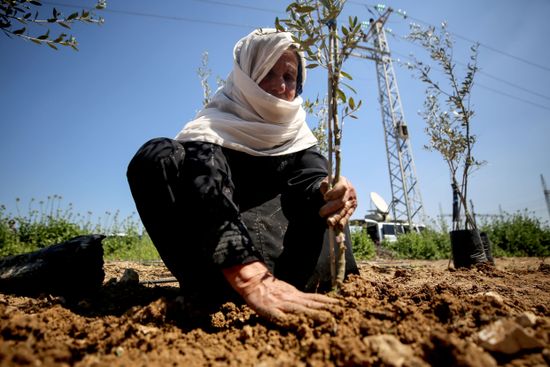 Palestinian Plants Olive Tree During Event Editorial Stock Photo ...