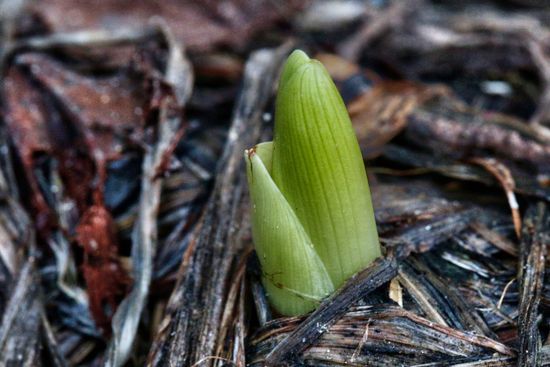 Sprouts Lily Plant Begin Emerge Ground Editorial Stock Photo - Stock ...