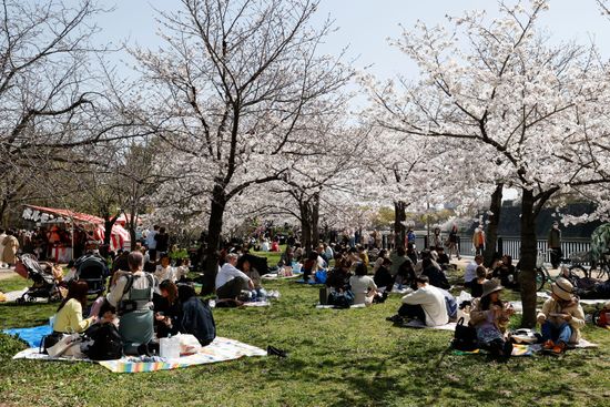 People Enjoy Parties Under Cherry Blossoms Editorial Stock Photo ...