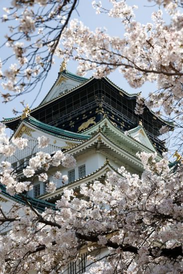 Cherry Blossoms Full Bloom Seen Osaka Editorial Stock Photo - Stock ...