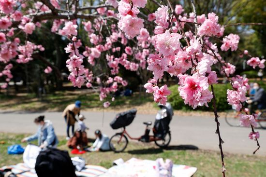 Cherry Blossoms Full Bloom Seen Osaka Editorial Stock Photo - Stock ...