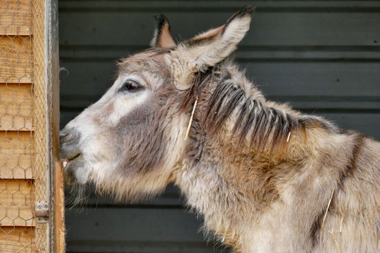 Donkeys Wet Weather Island Farm Sanctuary Editorial Stock Photo - Stock ...