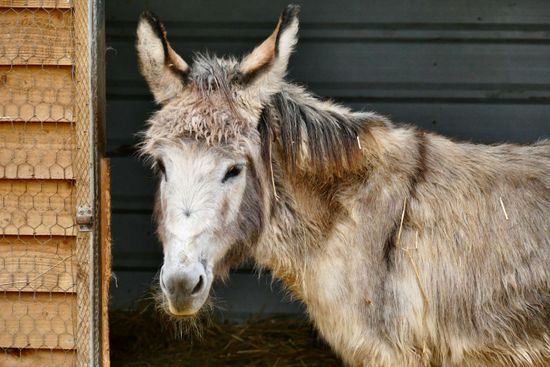 Donkeys Wet Weather Island Farm Sanctuary Editorial Stock Photo - Stock ...