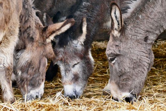 Donkeys Wet Weather Island Farm Sanctuary Editorial Stock Photo - Stock ...
