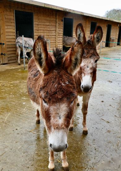 Donkeys Wet Weather Island Farm Sanctuary Editorial Stock Photo - Stock ...