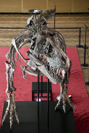 Skeleton Tyrannosaurus Rex Named Trinity Displayed Editorial Stock ...