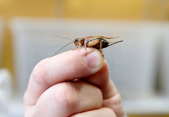 Aleksandar Gavrilovic Owner First Certified Insects Editorial Stock ...