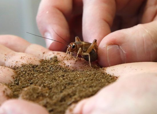 Aleksandar Gavrilovic Owner First Certified Insects Editorial Stock ...