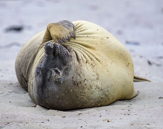 Group Elephant Seals Appear Be Laughing Editorial Stock Photo - Stock ...