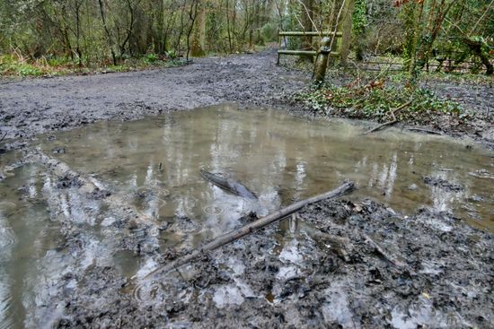Foot Paths Become Waterlogged Muddy Quagmires Editorial Stock Photo ...