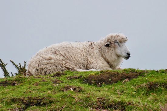 Cotswold Lion Sheep Happily Graze On Editorial Stock Photo - Stock ...