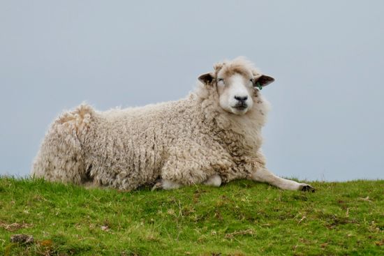 Cotswold Lion Sheep Happily Graze On Editorial Stock Photo - Stock ...