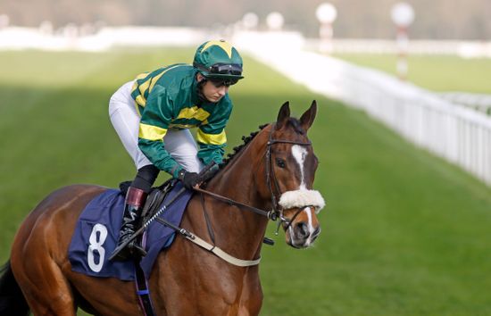 Bucephalus Rose Dawes Winner Injured Jockeys Editorial Stock Photo ...