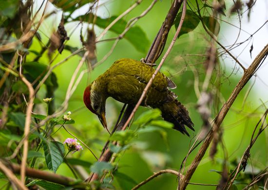 Streakthroated Woodpecker Picus Xanthopygaeus Species Woodpecker ...
